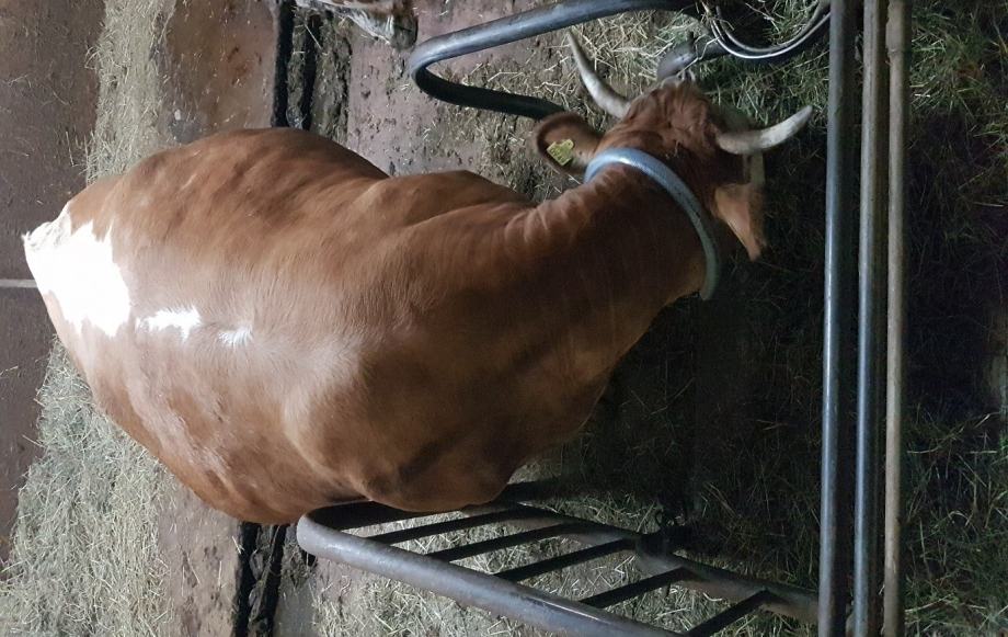 PRODAM KRAVO - KRAVA MESNATI TIP