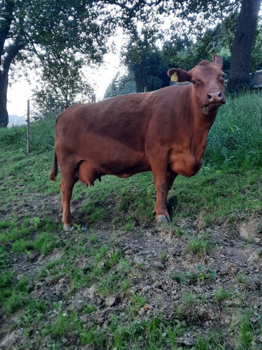 Prodam kravo rdeči angus s teličko