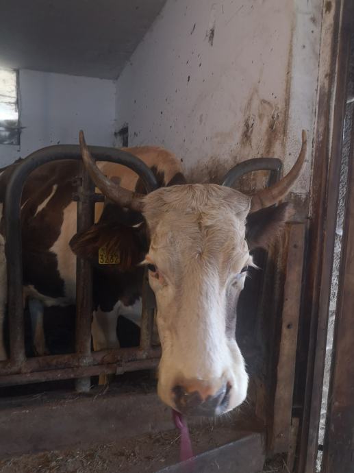 Prodam kravo simentalko s teličko