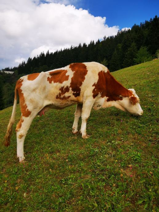 prodam kravo s teletom