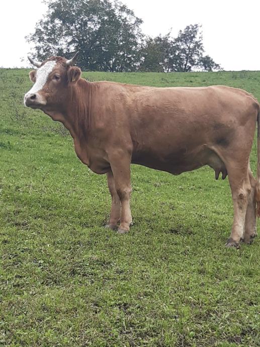 Prodam kravo s teličkom