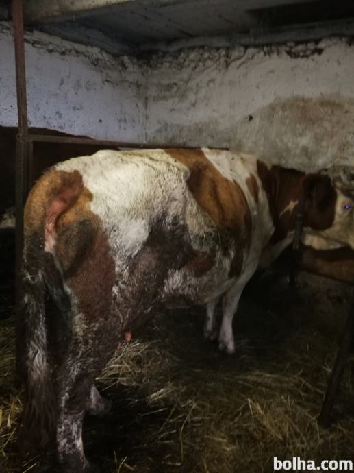 Prodam kravo za zakol, 570-580 kg