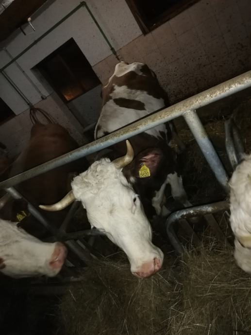 Prodam mlado kravo za zakol