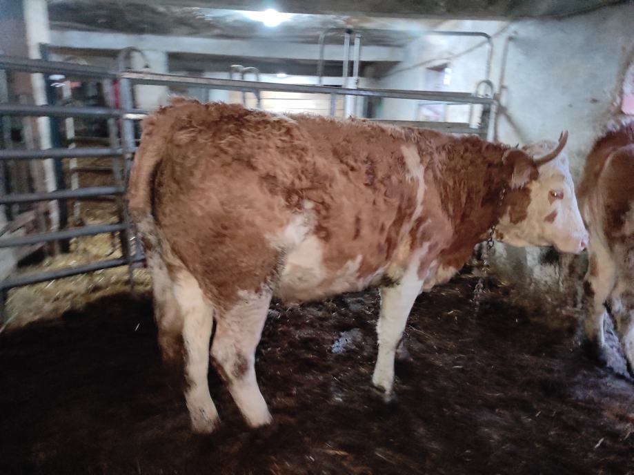 Prodam telice in kravo za zakol