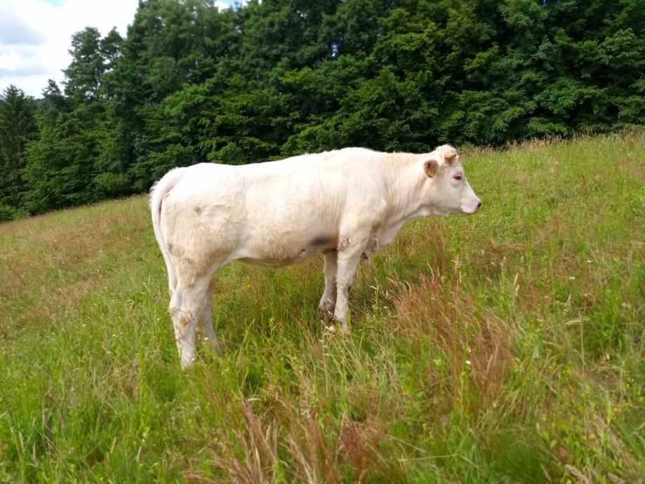 Šarole plemenske telice prodam.
