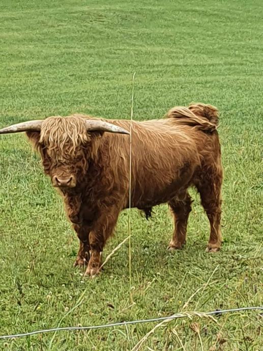 Škotsko govedo - bik (EKO)