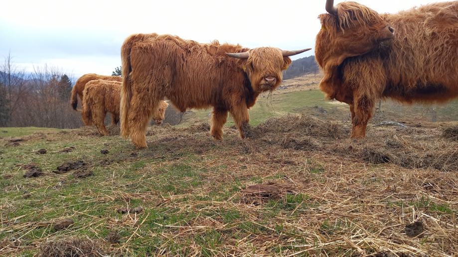 Škotsko govedo-biki