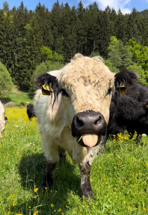 Škotsko govedo Galloway
