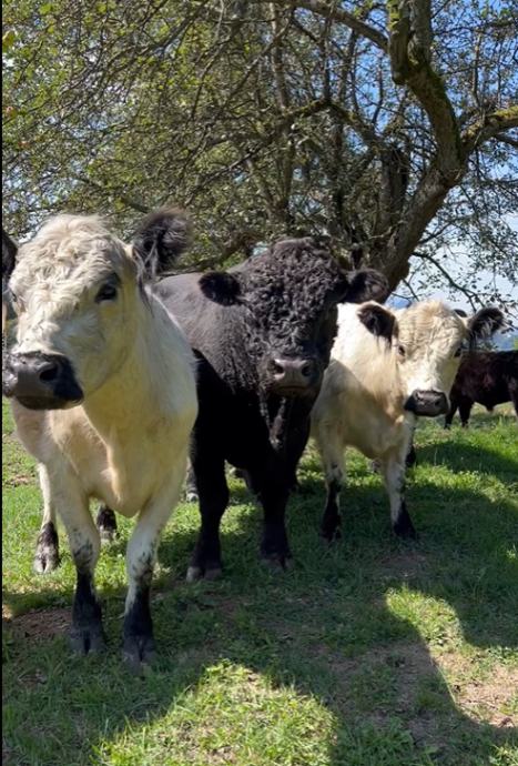 Škotsko govedo Galloway