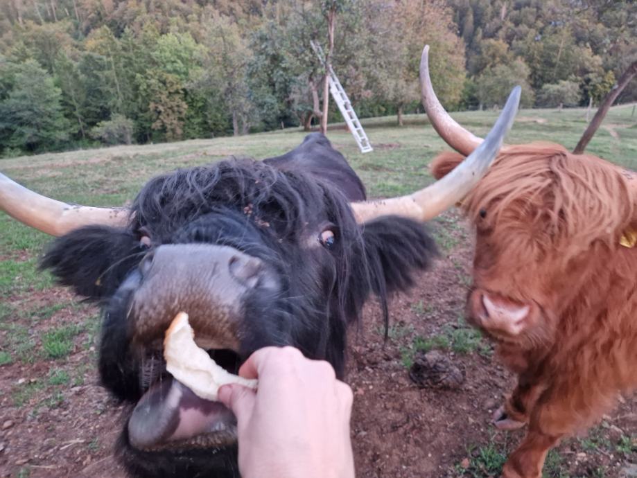 Škotsko govedo in Wagyu