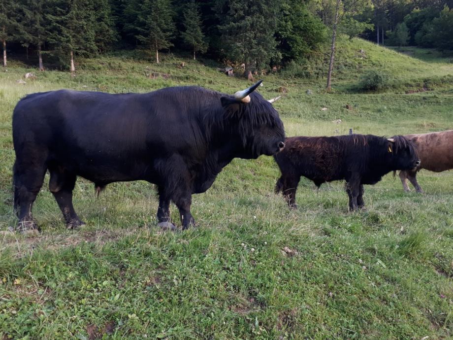 ŠKOTSKO GOVEDO