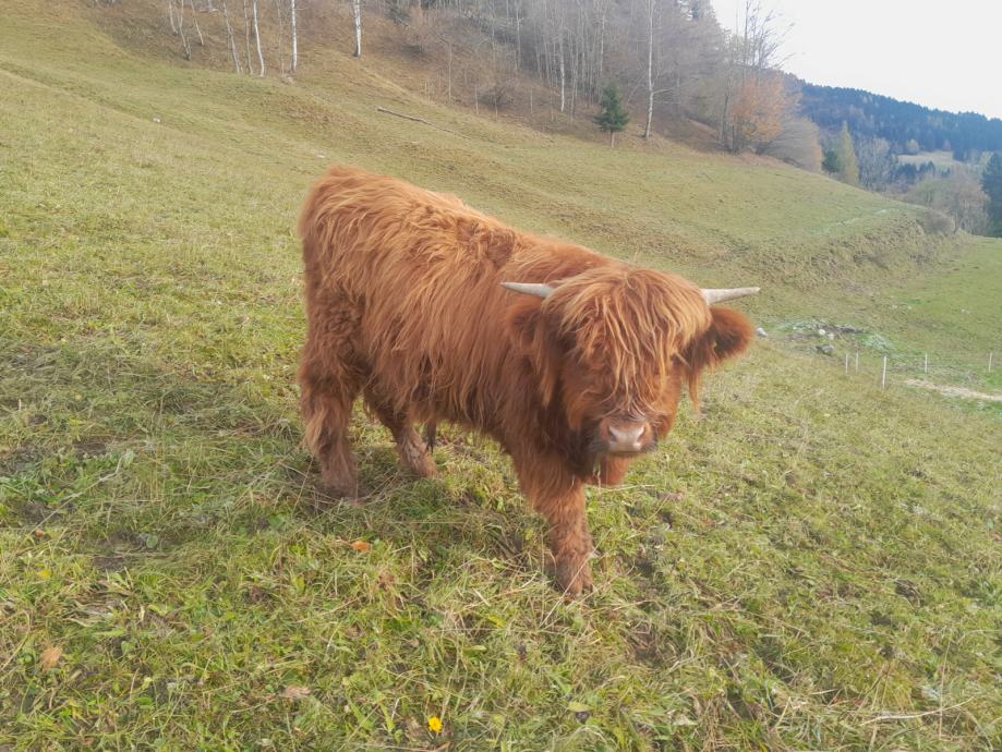 Škotsko višavsko govedo