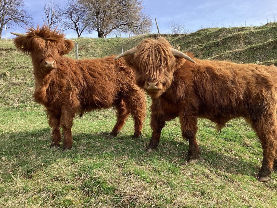 Škotsko višavsko govedo