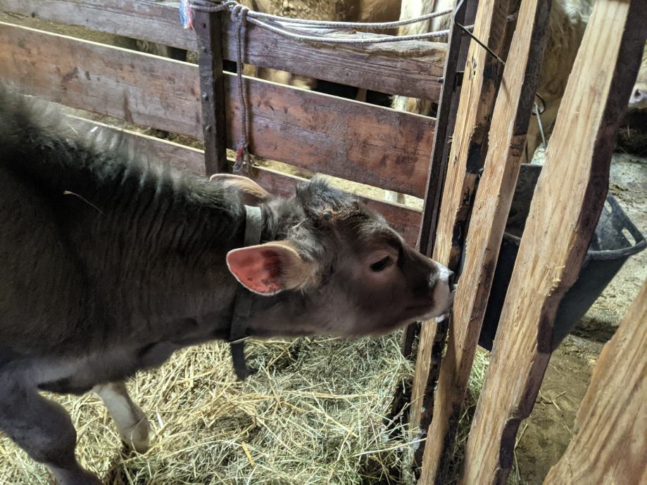 Telica, 120 kg, sivka