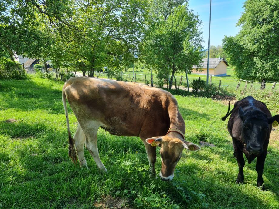 Telica in krava