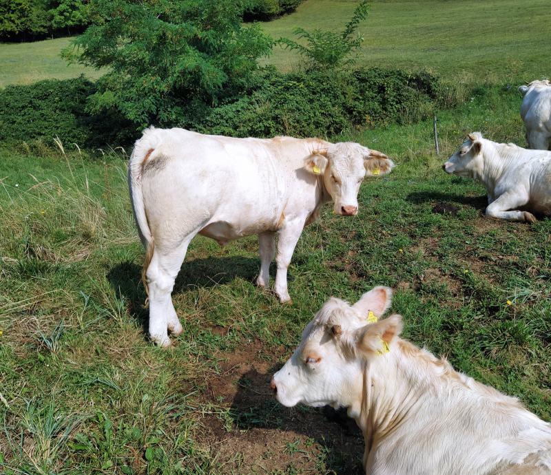 Telica šarole - CHA