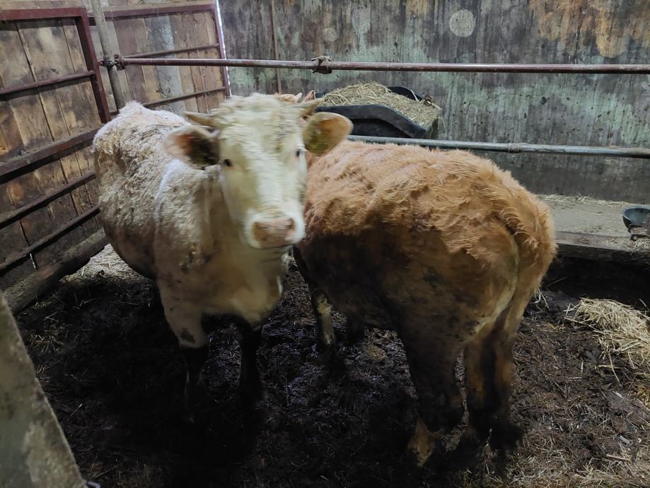 Telice pašne LS/CHA 330-350kg