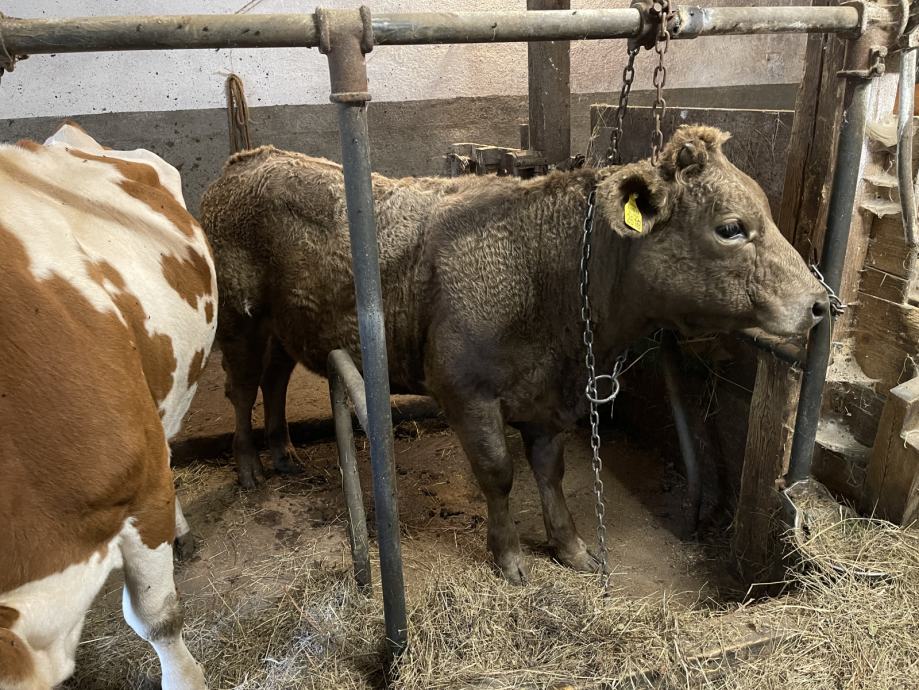 Telička črno-bela/šarole