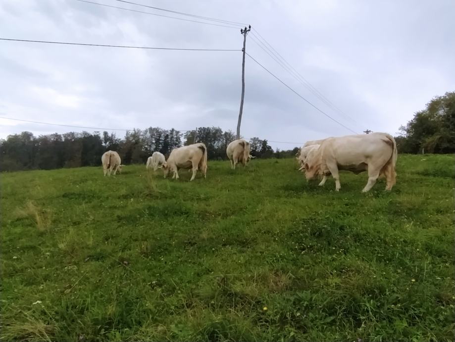 Teličke cha šarole