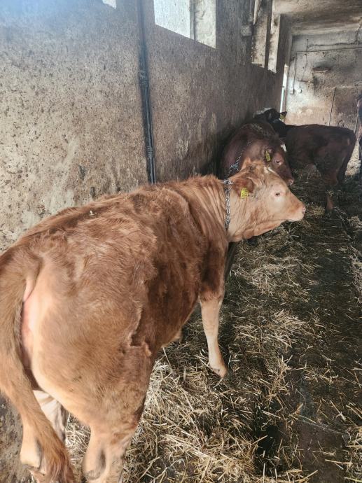 teličke limuzin 4 komade