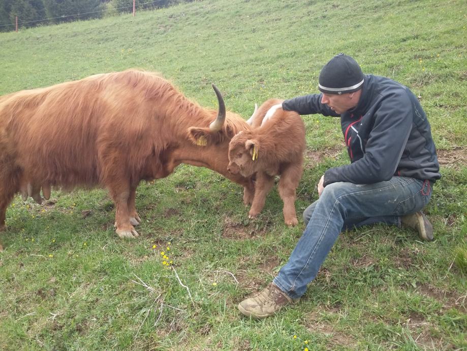 UGODNO prodamo brejo KRAVO s teličko ŠKOTSKO GOVEDO!!!