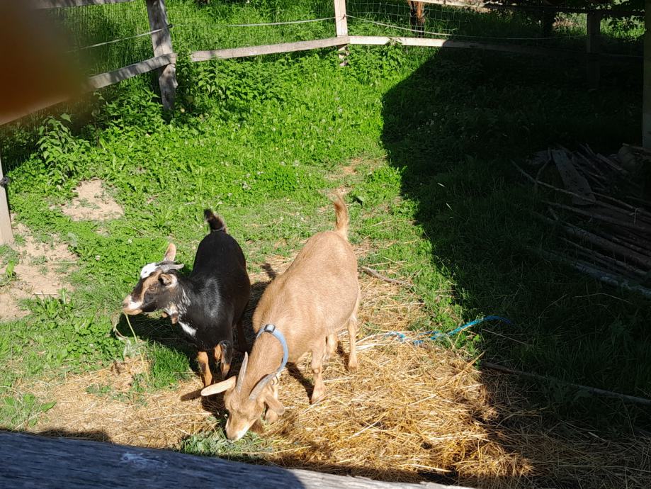 Živali za rejo ali zakol