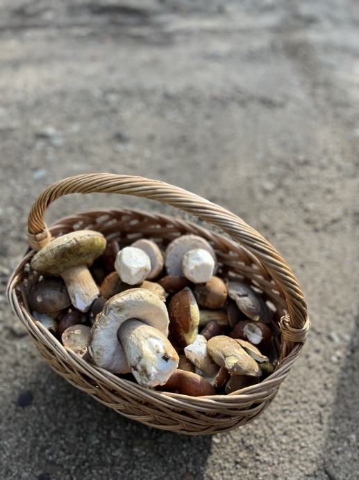 Sveže gobe - jurčki 20 eur/kg (Maribor, Ptuj)