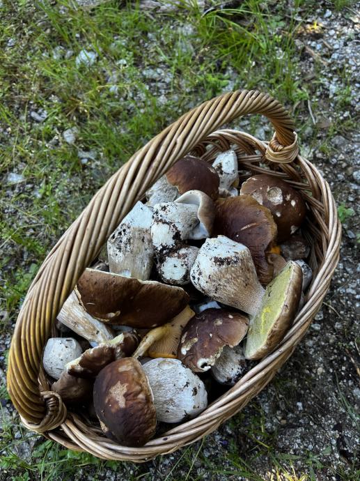 Sveže gobe - jurčki 20 eur/kg (Maribor, Ptuj)