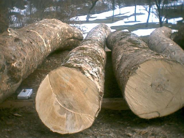 Gorski javor Acer pseudoplatanus L.