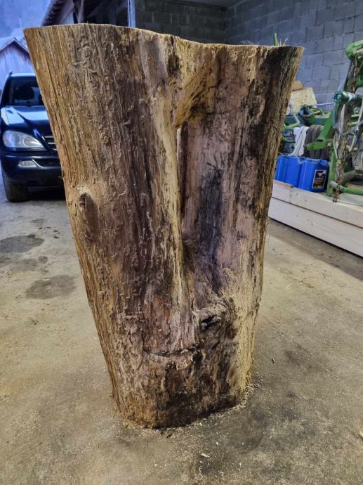 HRAST - DEBLO ZA OKRAS