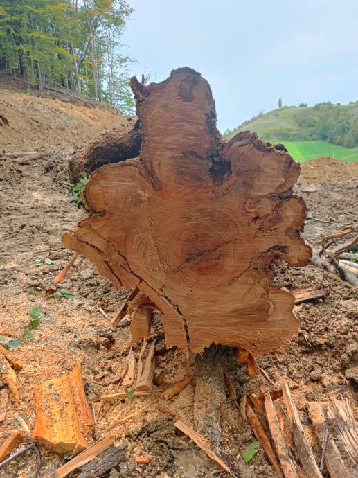 Okrasno deblo/hlod češnja