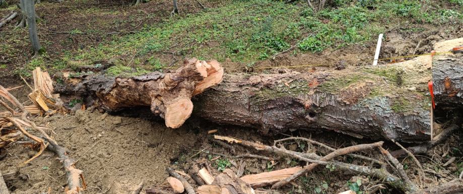 Okrasno deblo/hlod češnja