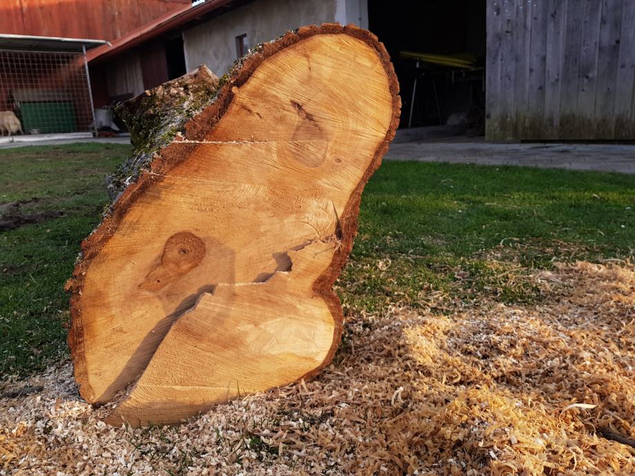 Oreh (deblo in panj)