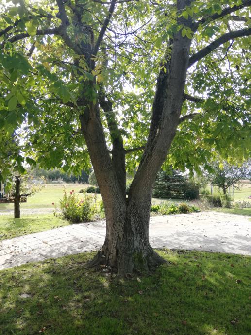 OREH, GRČA, LES, DEBLO premer debla 250 - 260 cm