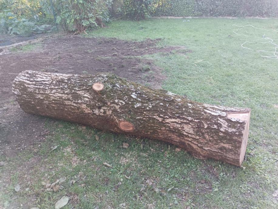 oreh - hlod, štor in deli hloda