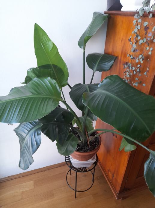 Zelena sobna rastlina - Bird of paradise, strelizia