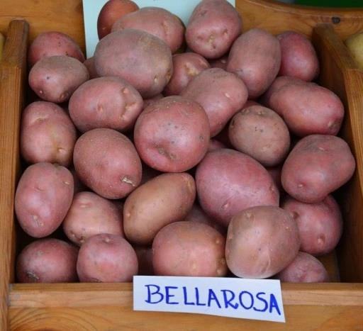 PRODAM JEDILNI KROMPIR BELLAROSA