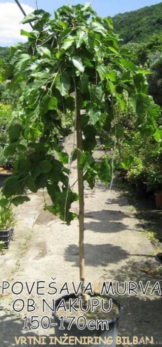 Rastline, PREVEŠAVA MURVA NA STEBLU