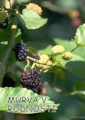 Rastline, PREVEŠAVA MURVA NA STEBLU