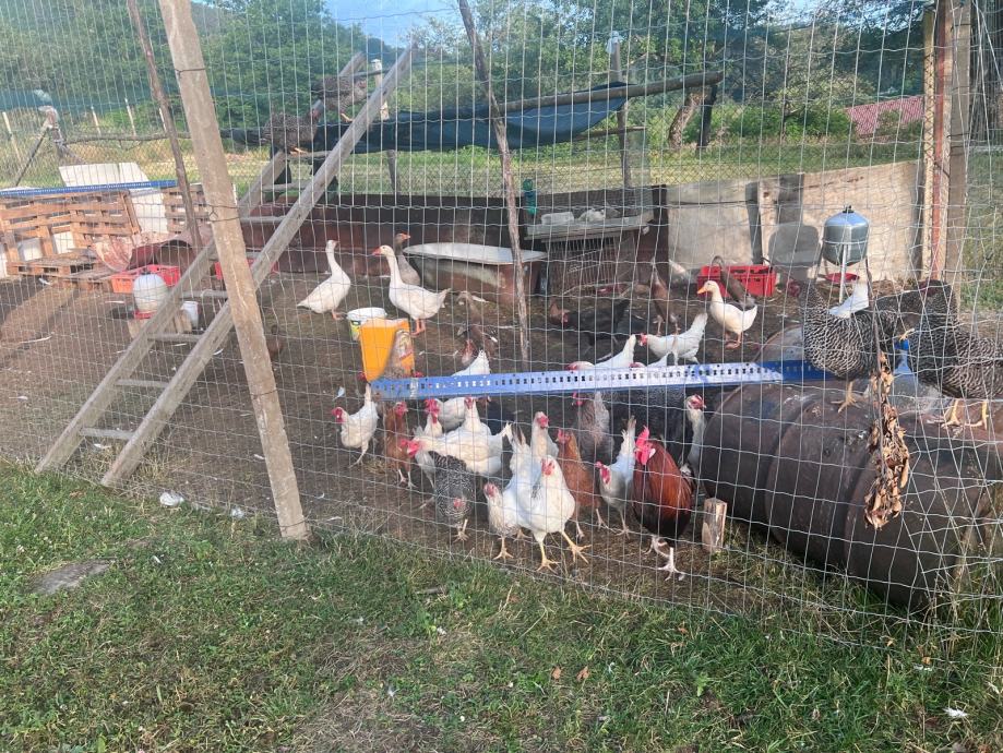 Domača kokošja in prepeličja jajca