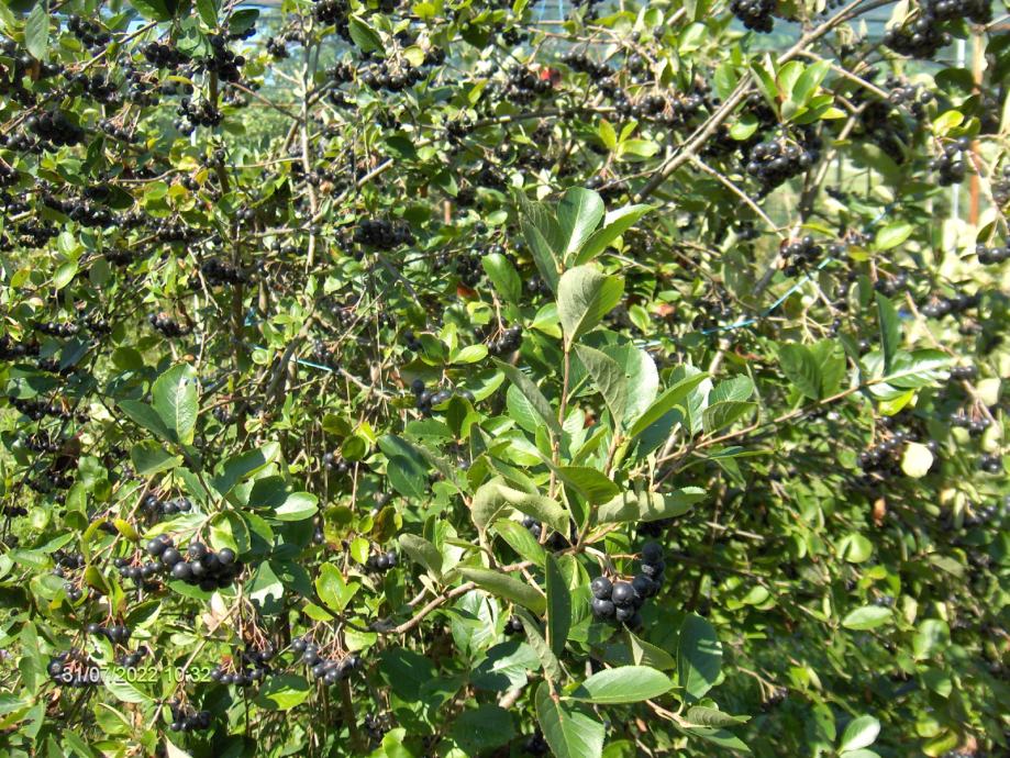 aronija