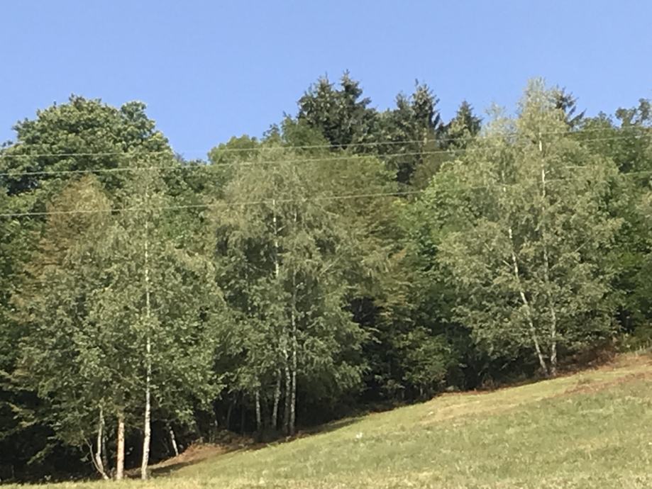 Breza za mlaj