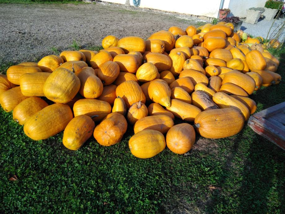 BUCE ZA OKRAS IN DEKORACIJE