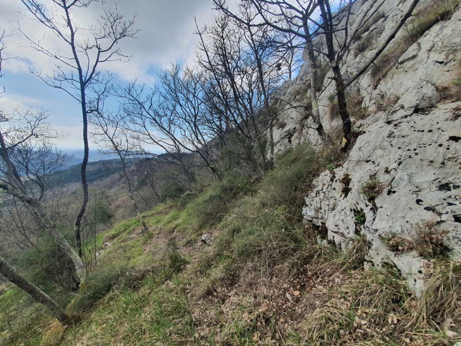 Divji šparglji sveži