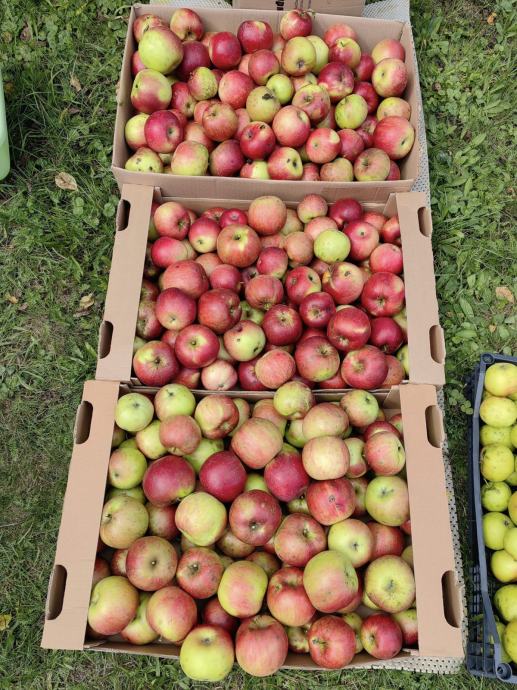 Domača neškropljena jabolka