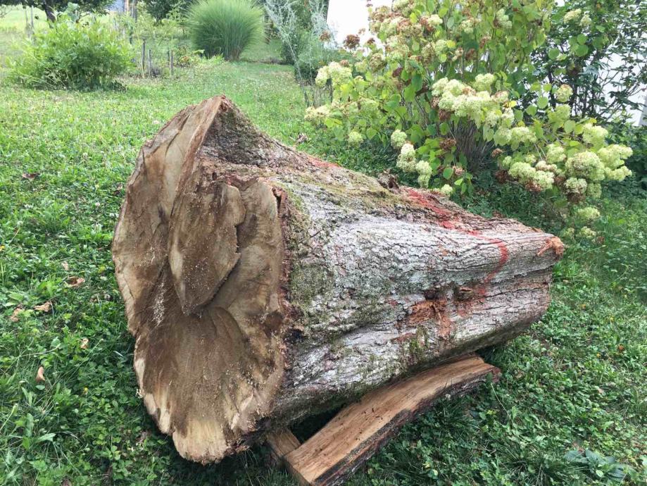 Hrastov hlod 140cm x 100cm prodam