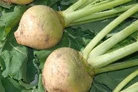 Koleraba za prehrano