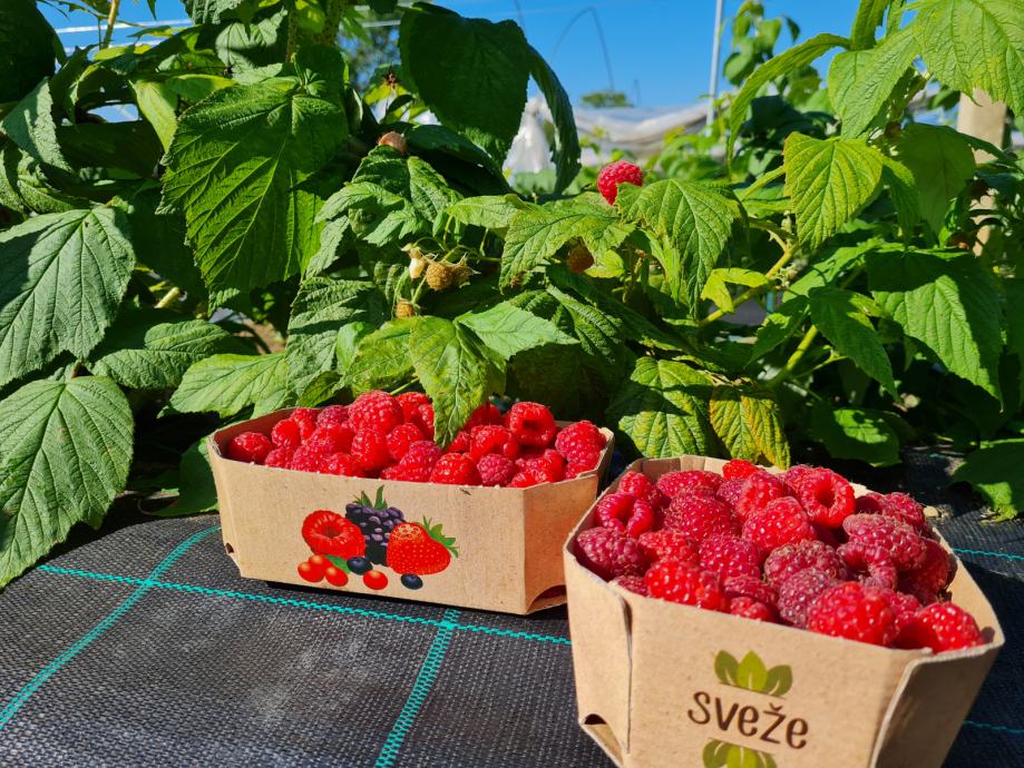 Maline,domače maline