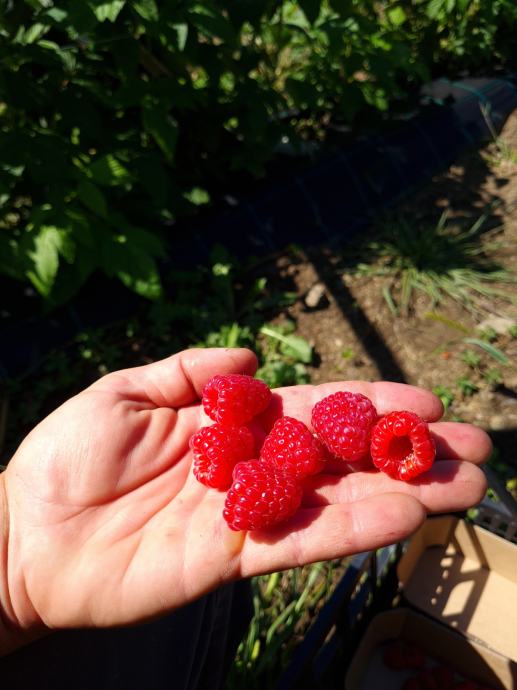 Maline,domače maline