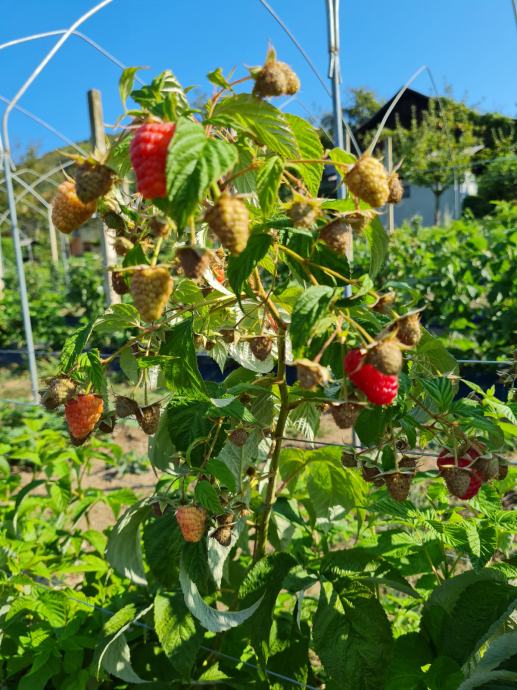 Maline,domače maline